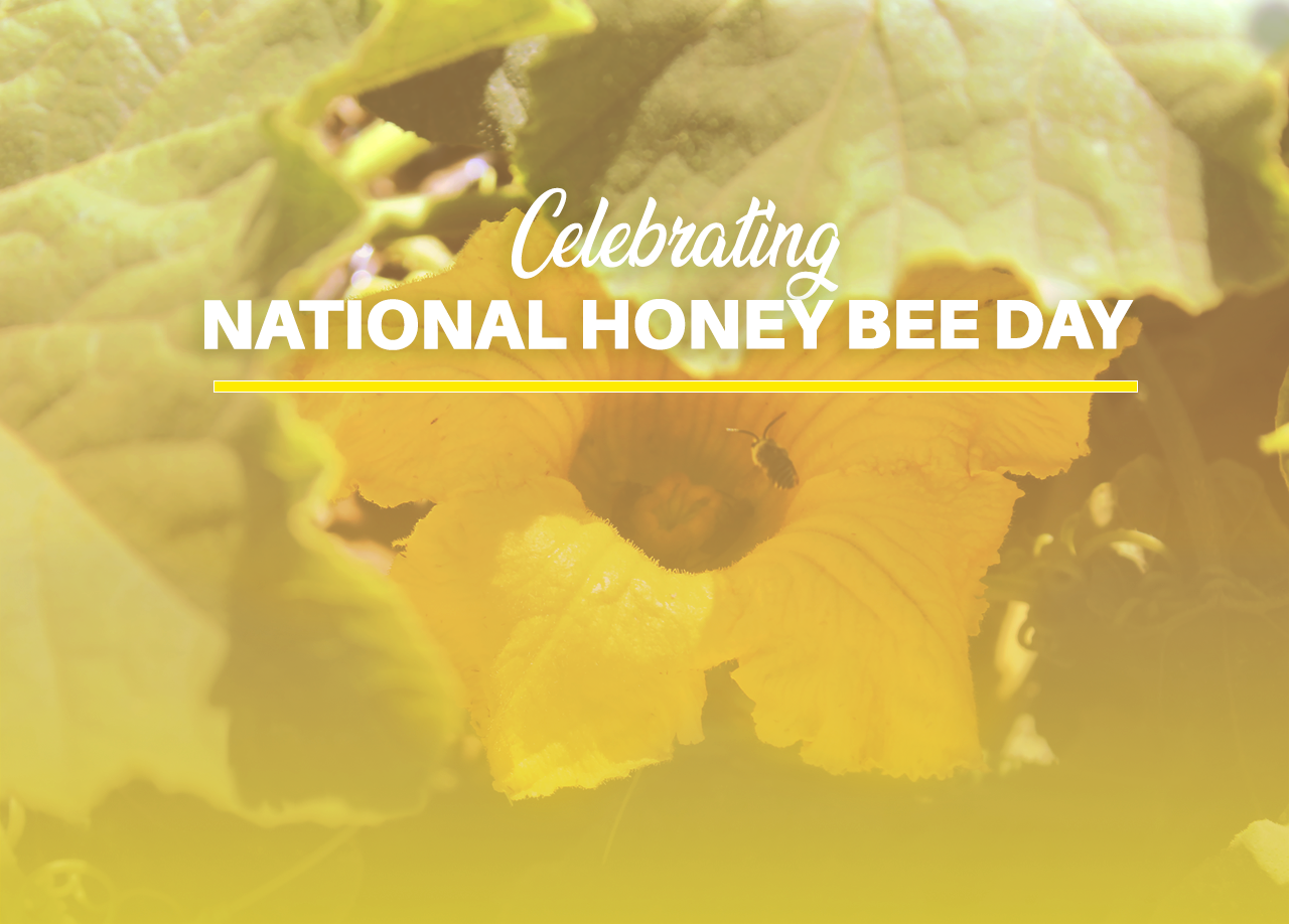 RicoFarms celebrates National Honey Bee Day - Rico Farms